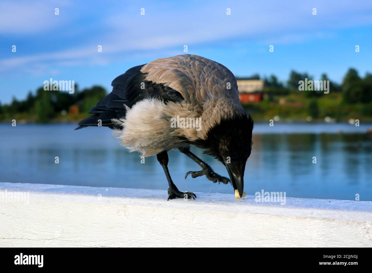 Male Hooded Crow, Corvus cornix, close up eating a cashew nut on a ...