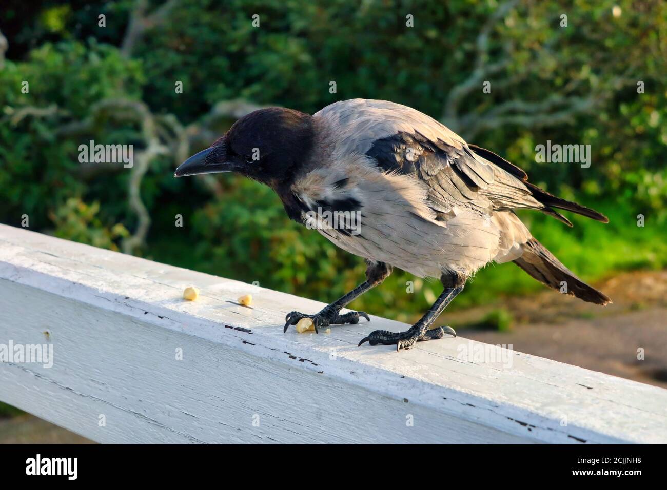 Young Hooded Crow, Corvus cornix, close up eating a cashew nuts on a ...