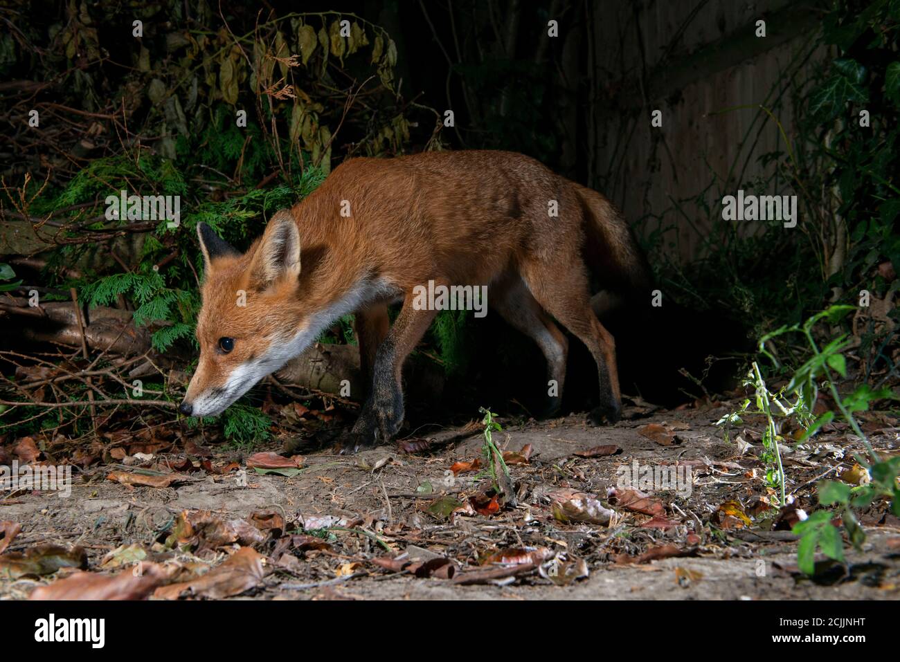 Fox searching for food at night Stock Photo - Alamy