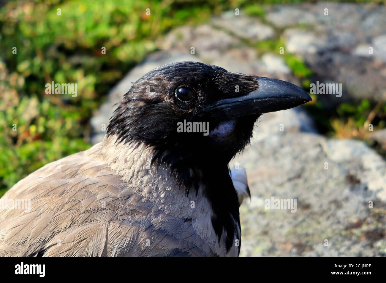 Male Hooded Crow, Corvus cornix, close up profile Stock Photo - Alamy