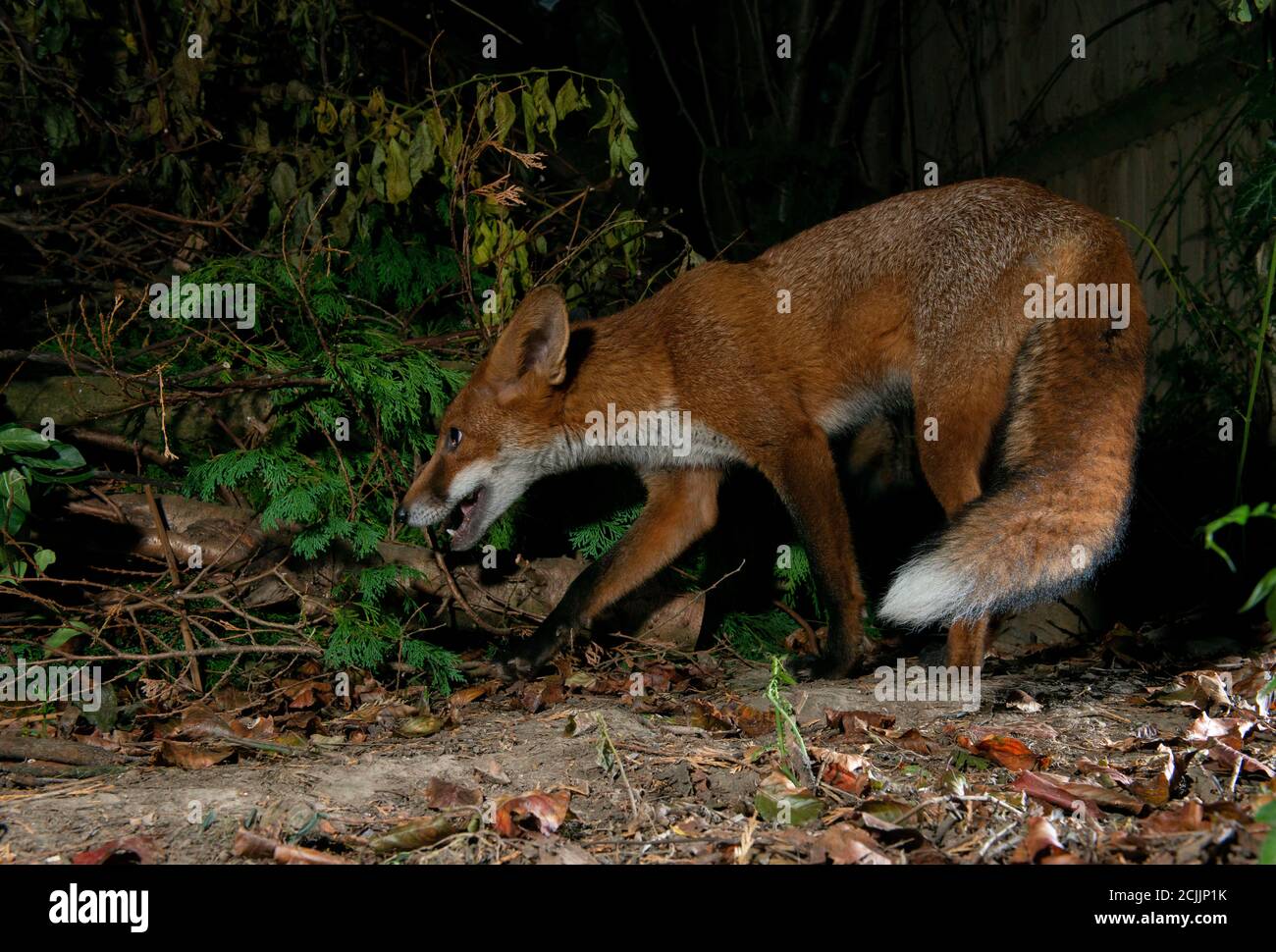 Rear view red fox hi-res stock photography and images - Alamy