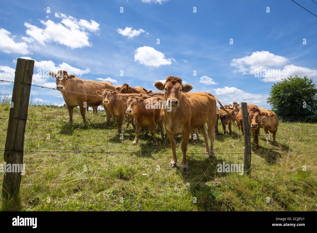A herd of Limousine cows, a French breed of beef cattle from the ...