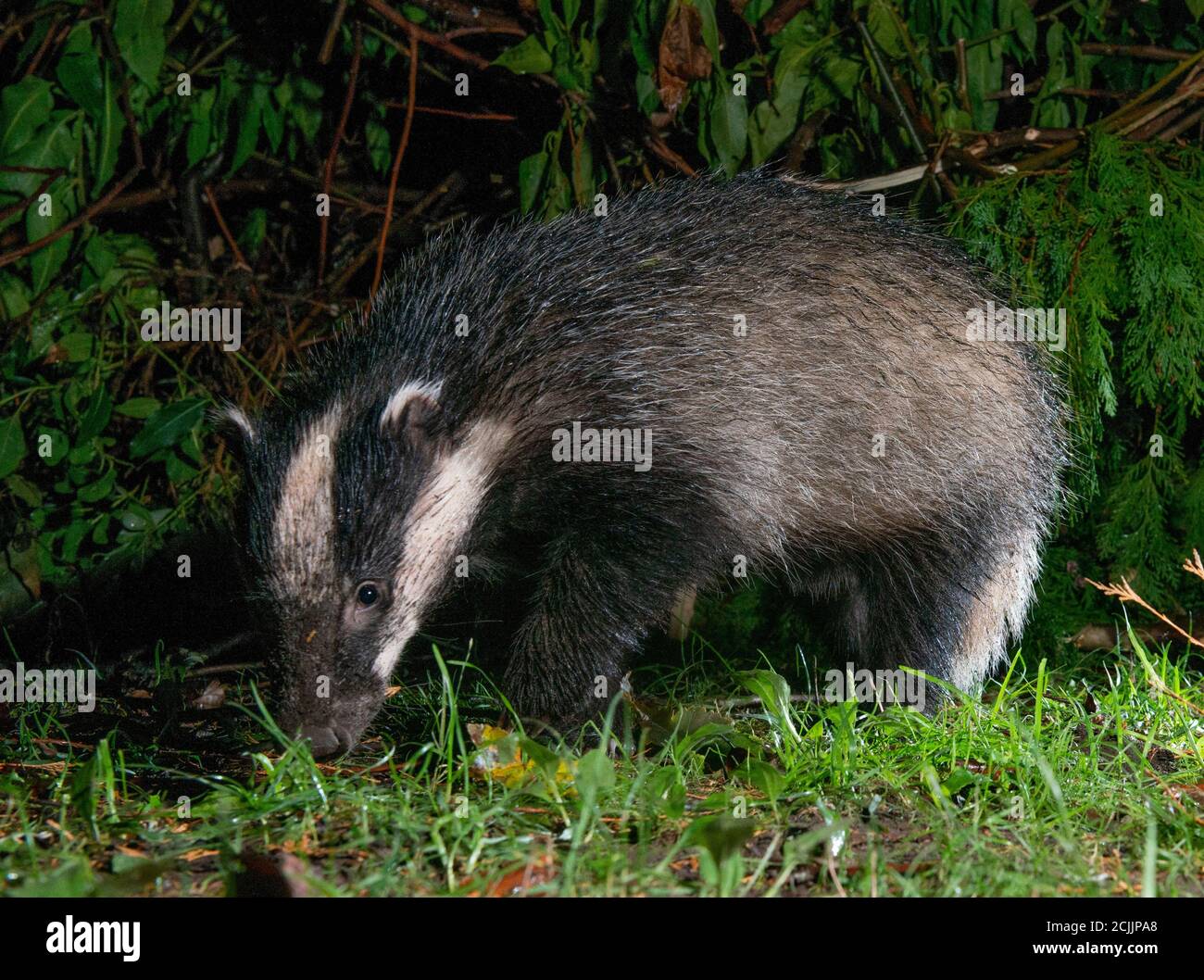 Garden badger digging hi-res stock photography and images - Alamy