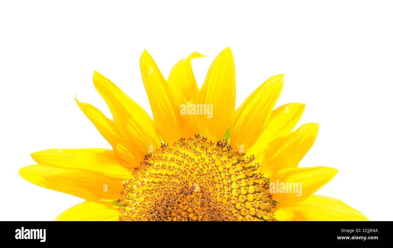 Half flower of sunflower isolated on white background Stock Photo - Alamy