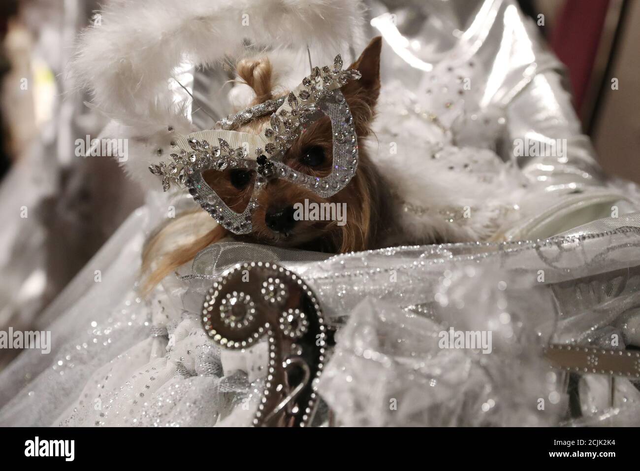 New york pet fashion show hi-res stock photography and images - Alamy