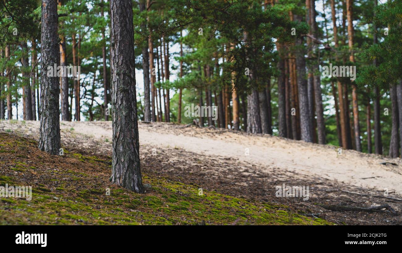Pine trees in early autumn in the forest Stock Photo - Alamy