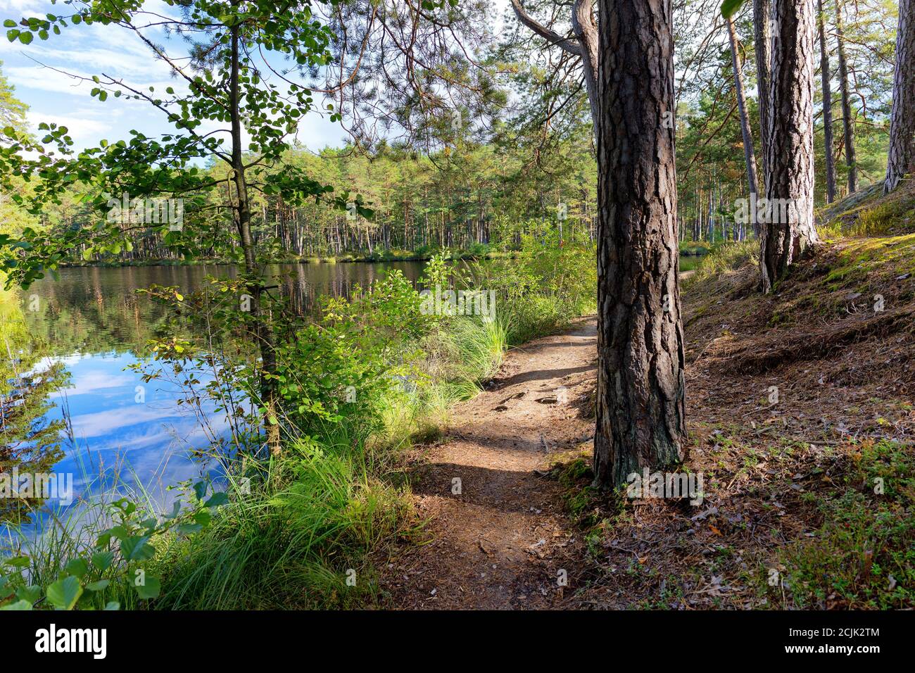 Pine trees in early autumn in the forest Stock Photo - Alamy