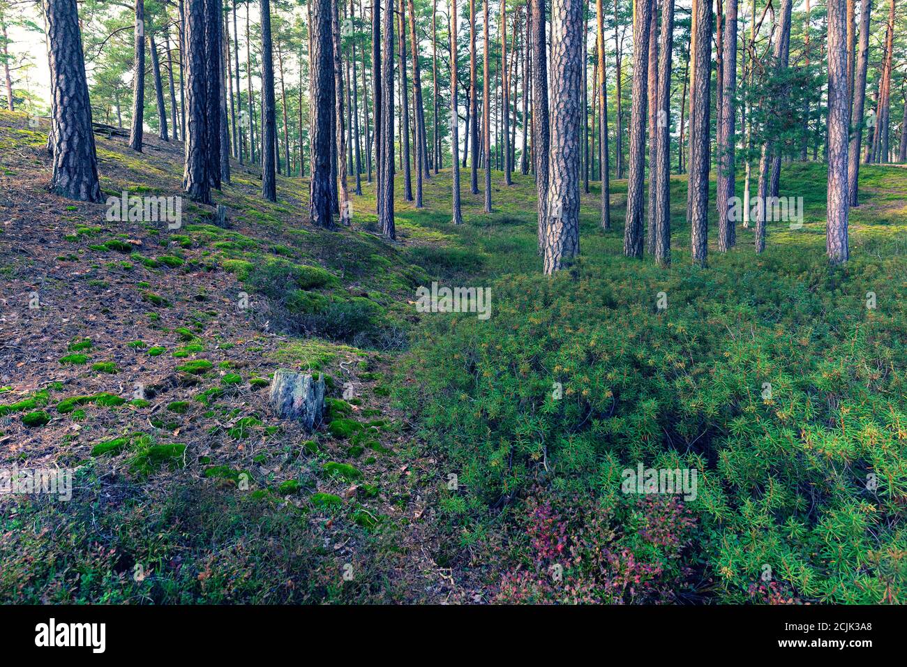 Pine trees in early autumn in the forest Stock Photo - Alamy