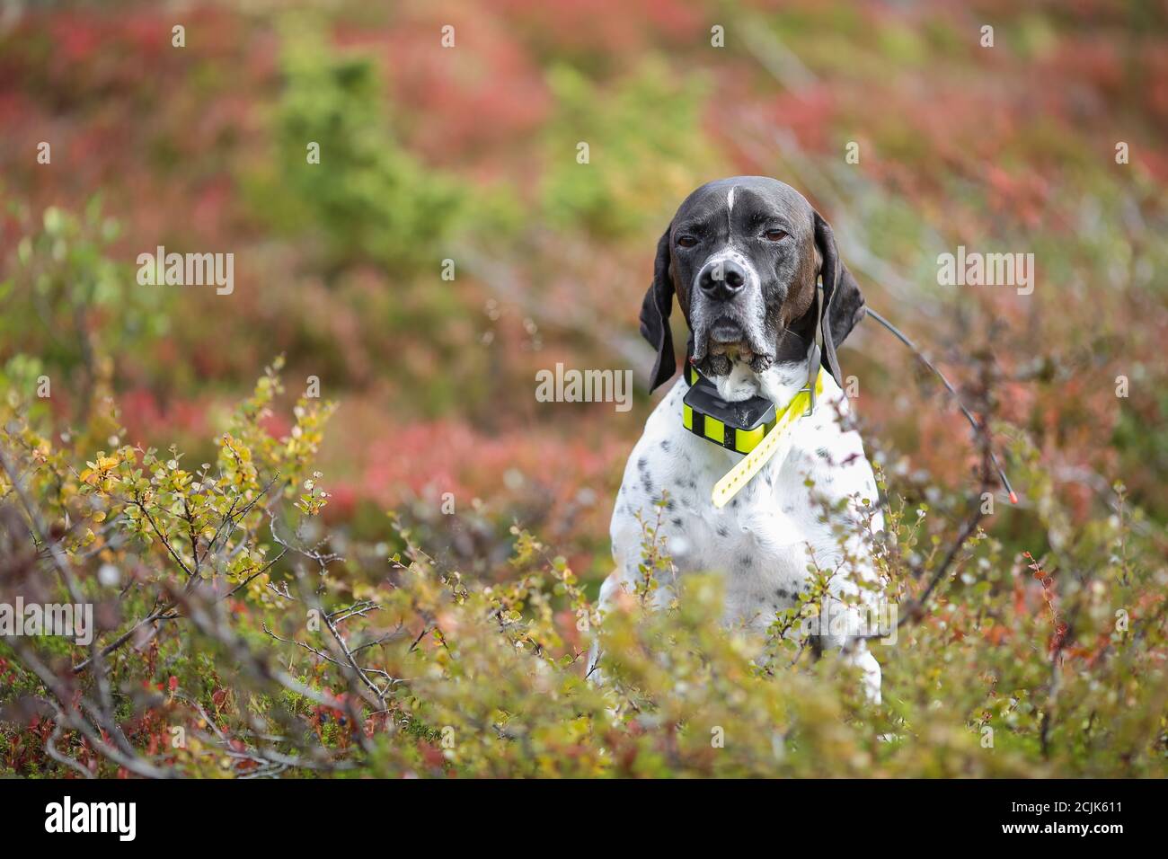 Dog english pointer with GPS collar sitting in the grass Stock Photo ...
