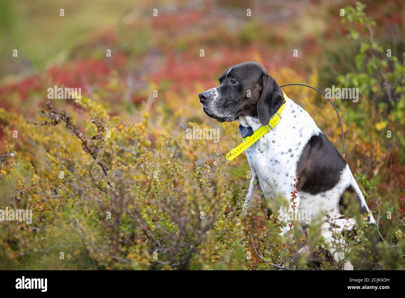 Dog english pointer with GPS collar sitting in the grass Stock Photo ...