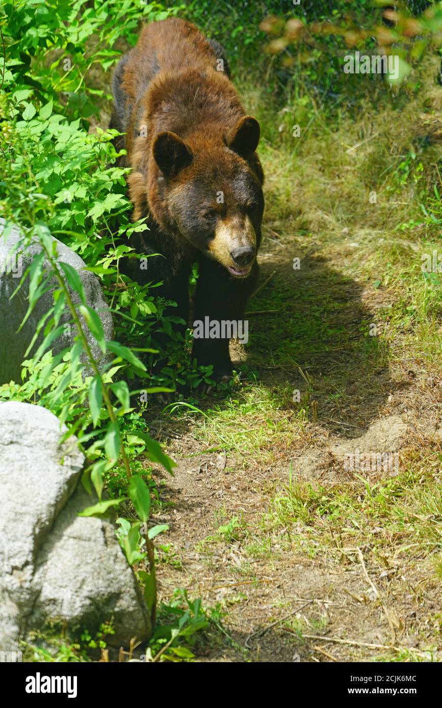 View of a black bear in Maine Stock Photo - Alamy