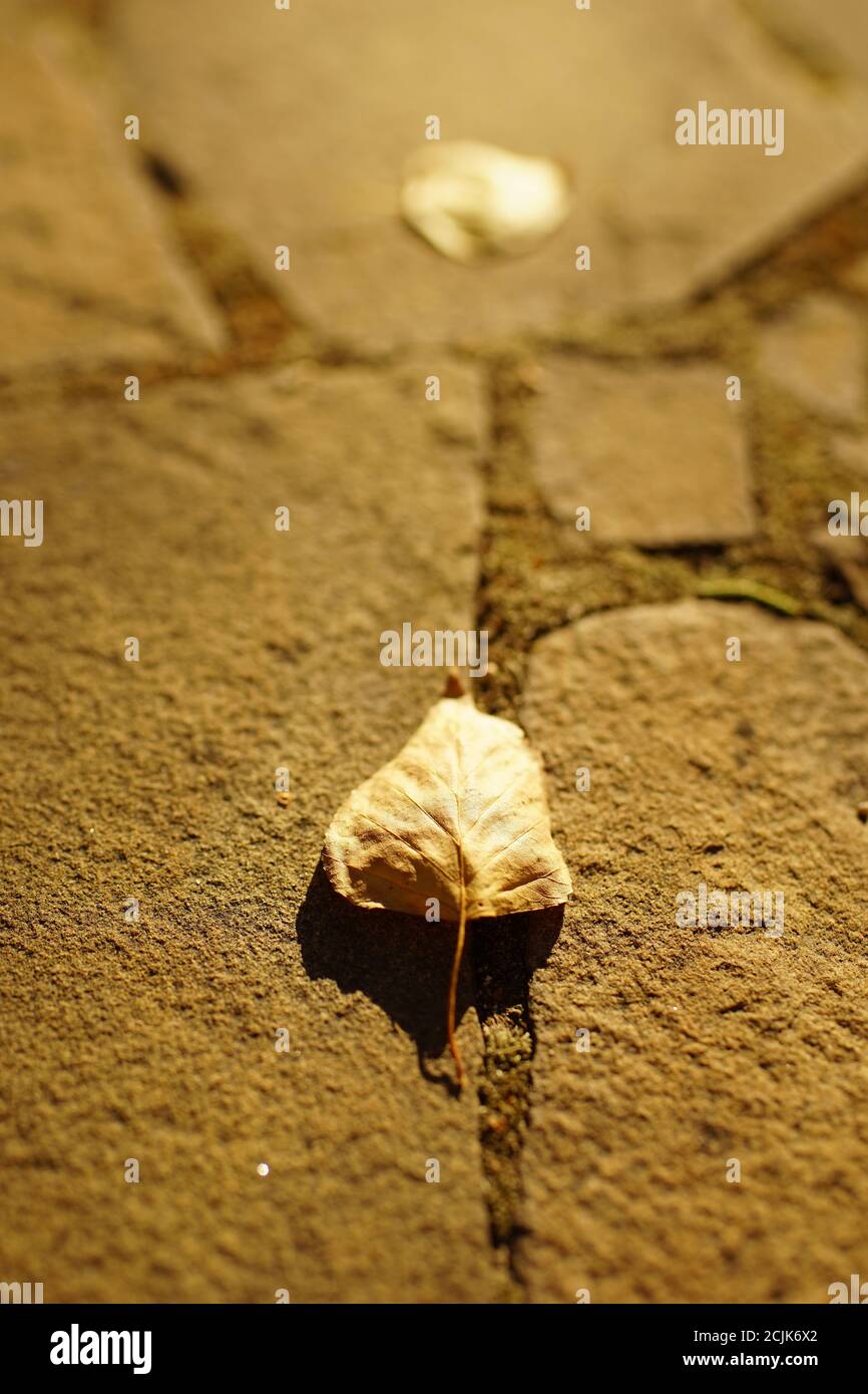Beautiful view tree stone hi-res stock photography and images - Alamy