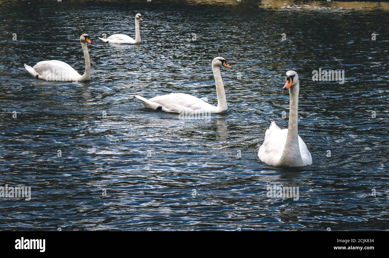 Swans floating on the water of the lake Stock Photo - Alamy