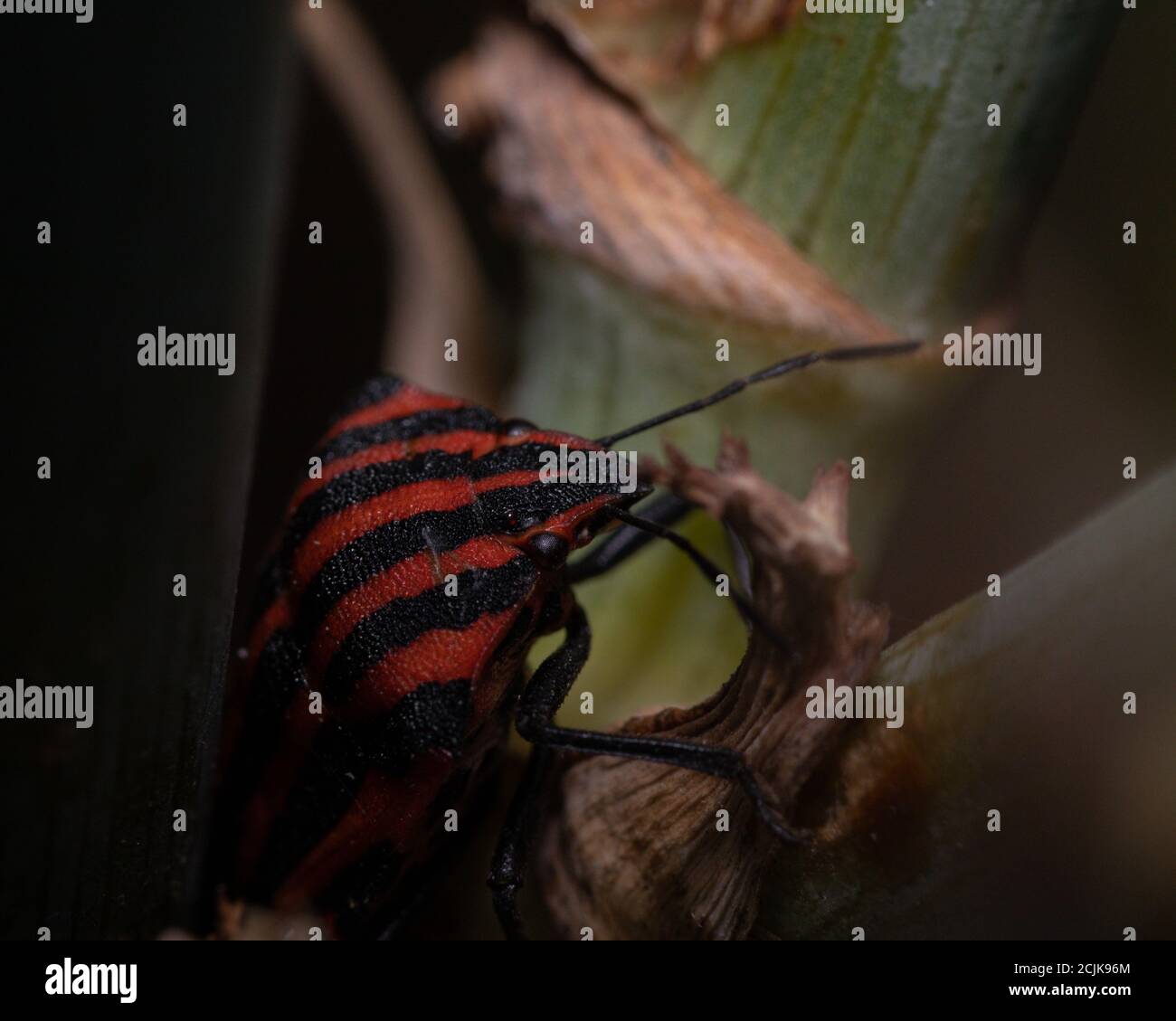 Red and black striped stink bugs hi-res stock photography and images ...