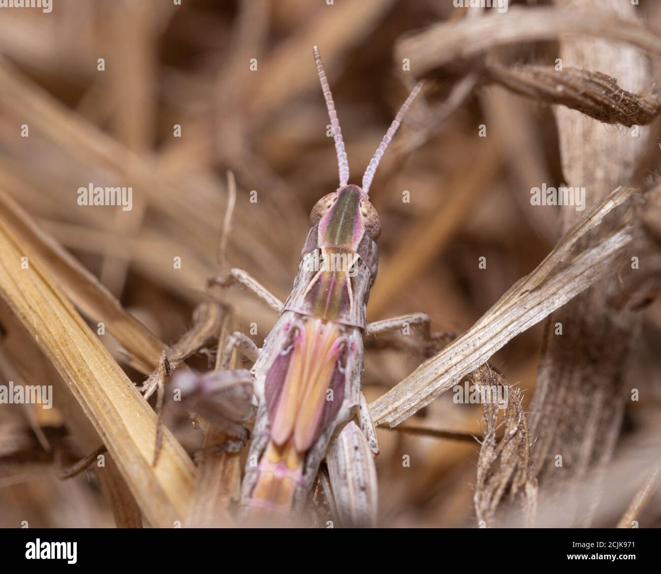 Closeup shot of a grasshopper on plants Stock Photo - Alamy
