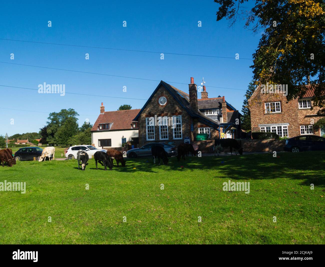 Herd of cattle grazing the village green in front of Nun Monkton ...