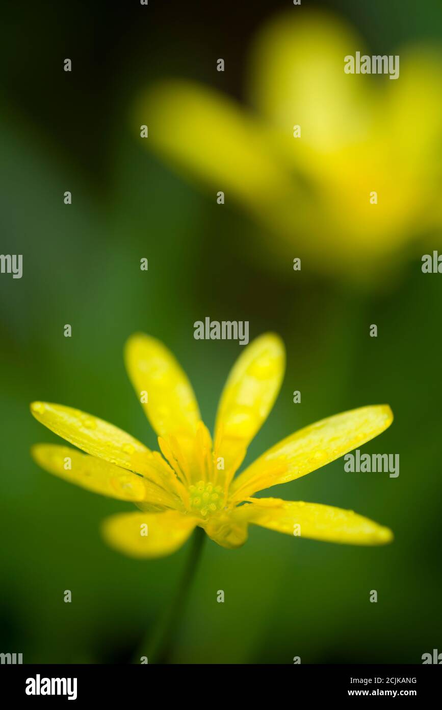 Verna bloom hi-res stock photography and images - Alamy