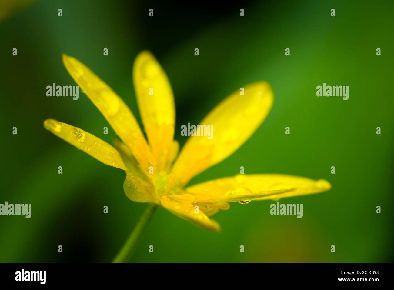 Verna bloom hi-res stock photography and images - Alamy