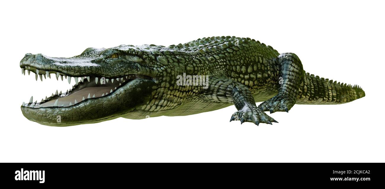 3D rendering of a green alligator isolated on white background Stock ...