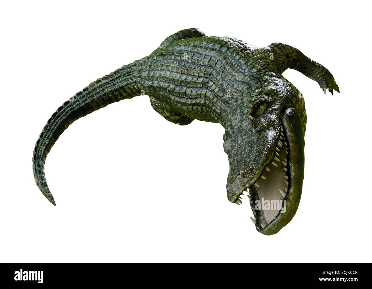 3D rendering of a green alligator isolated on white background Stock ...