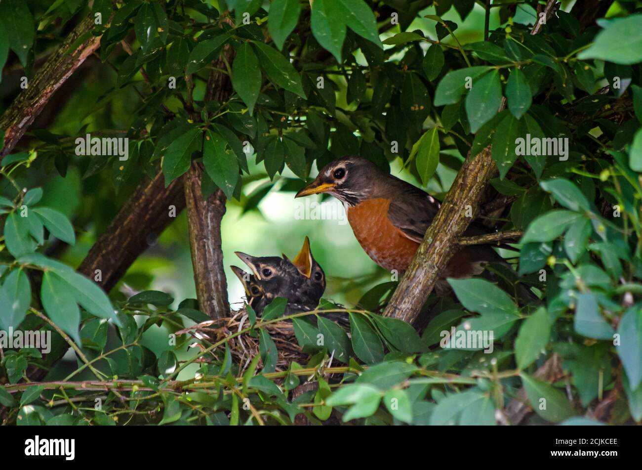 Mother robin hi-res stock photography and images - Alamy