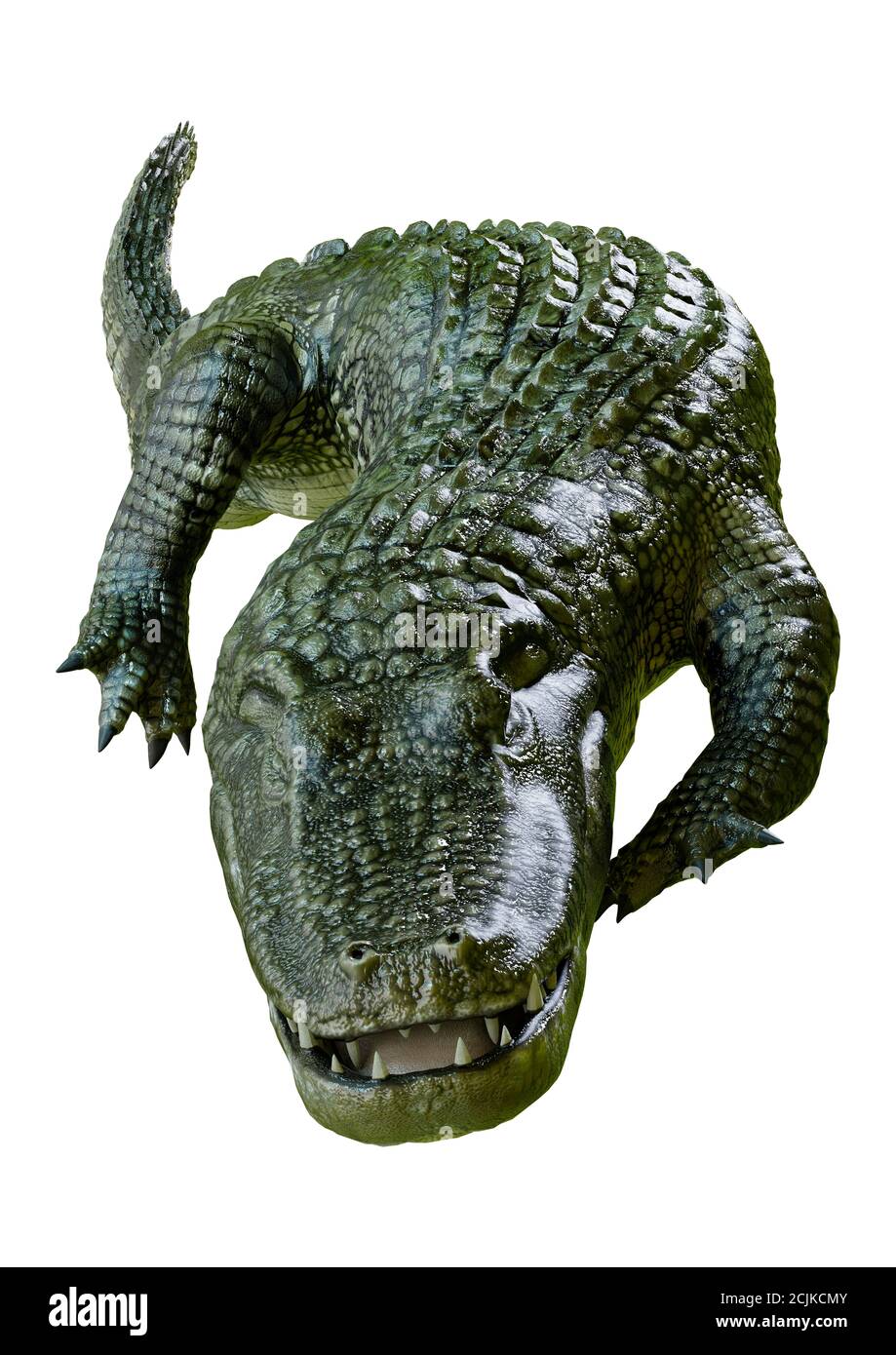 3D rendering of a green alligator isolated on white background Stock ...