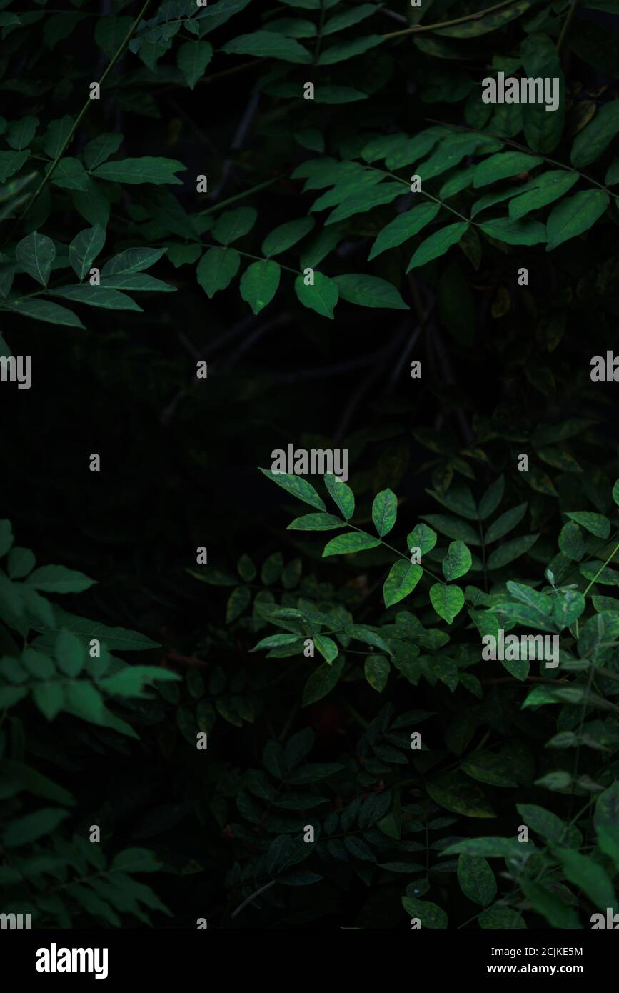 Deep green leaves texture with dark forest background Stock Photo - Alamy