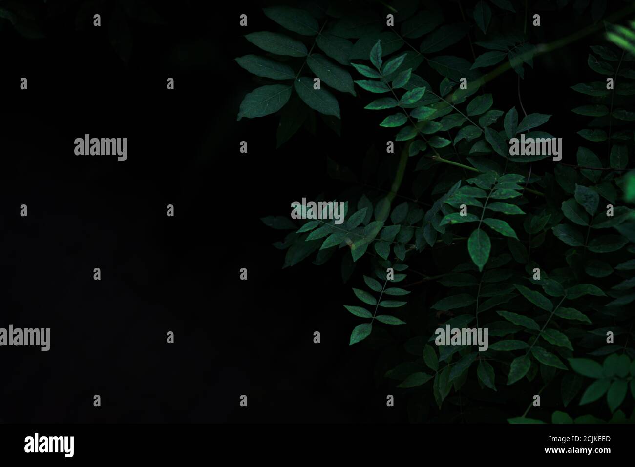 Deep green leaves texture with dark forest background Stock Photo - Alamy