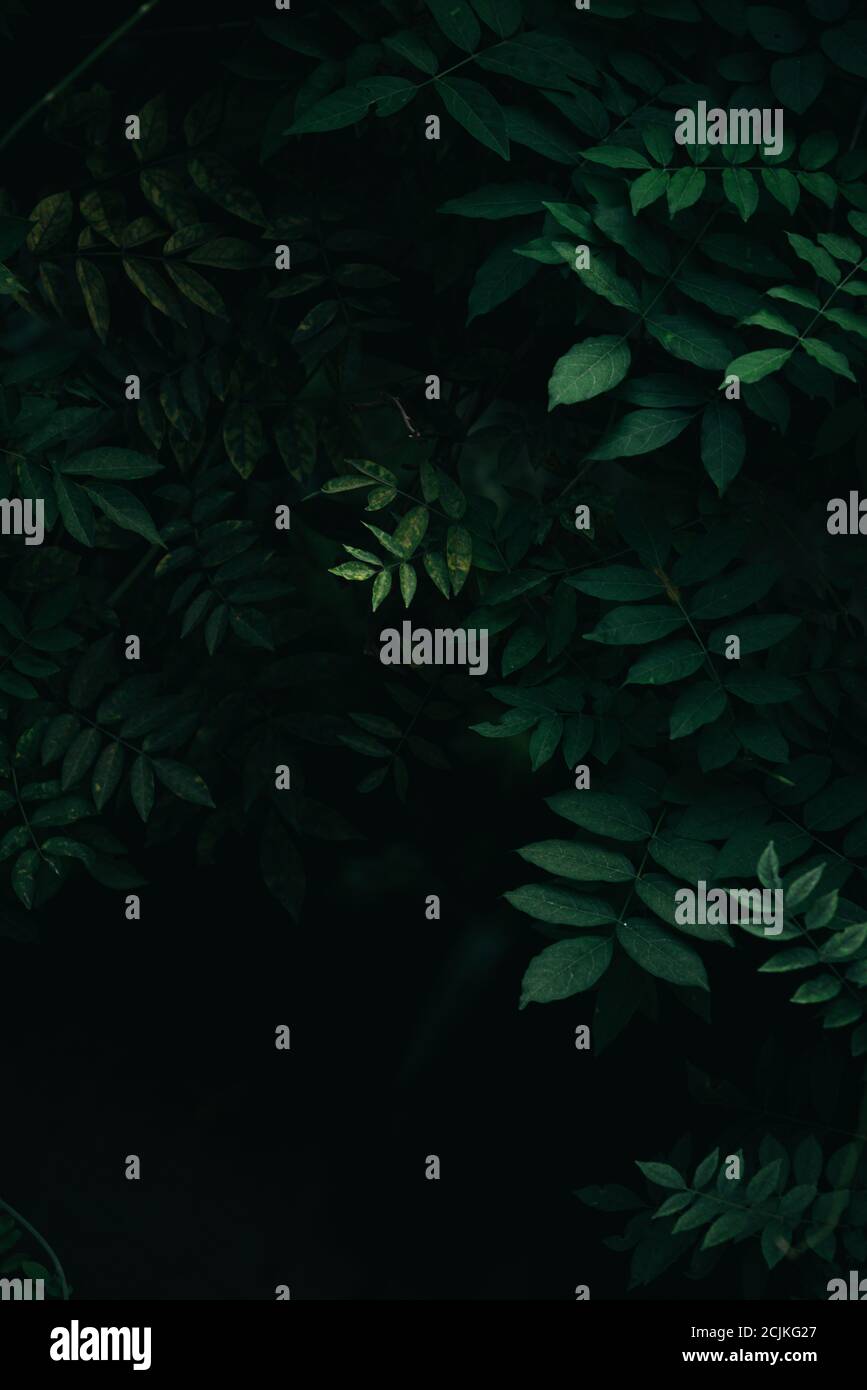 Deep green leaves texture with dark forest background Stock Photo - Alamy