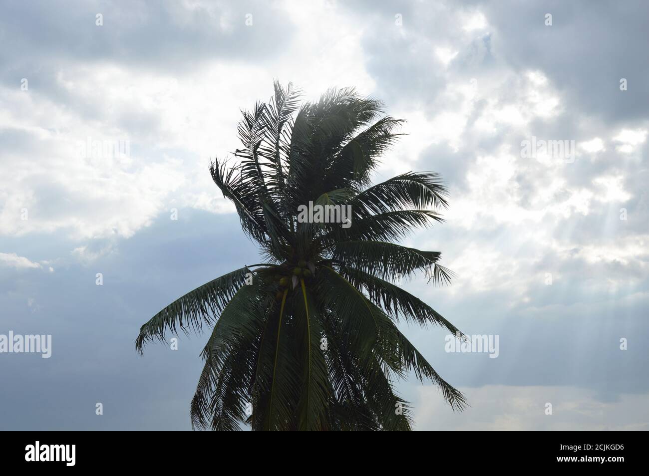 coconut leaf flowing from wind blow on sunset sky background Stock ...