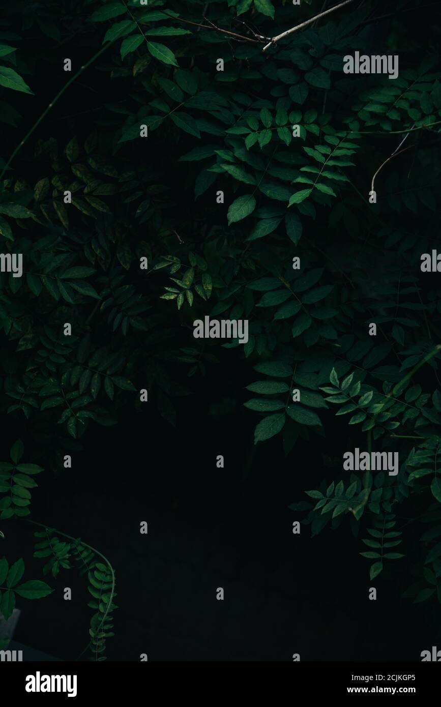 Deep green leaves texture with dark forest background Stock Photo - Alamy