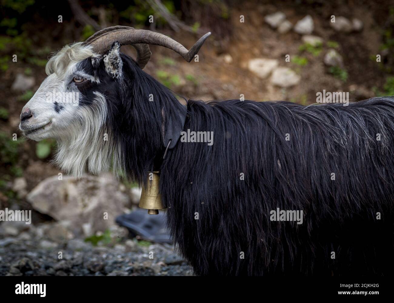 Closeup of a black goat with a bell around its neck outdoors during ...