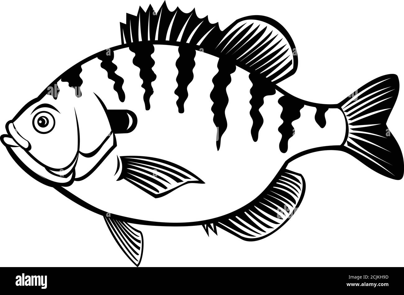 Black and white illustration of a bluegill, bream, brim, sunny or ...