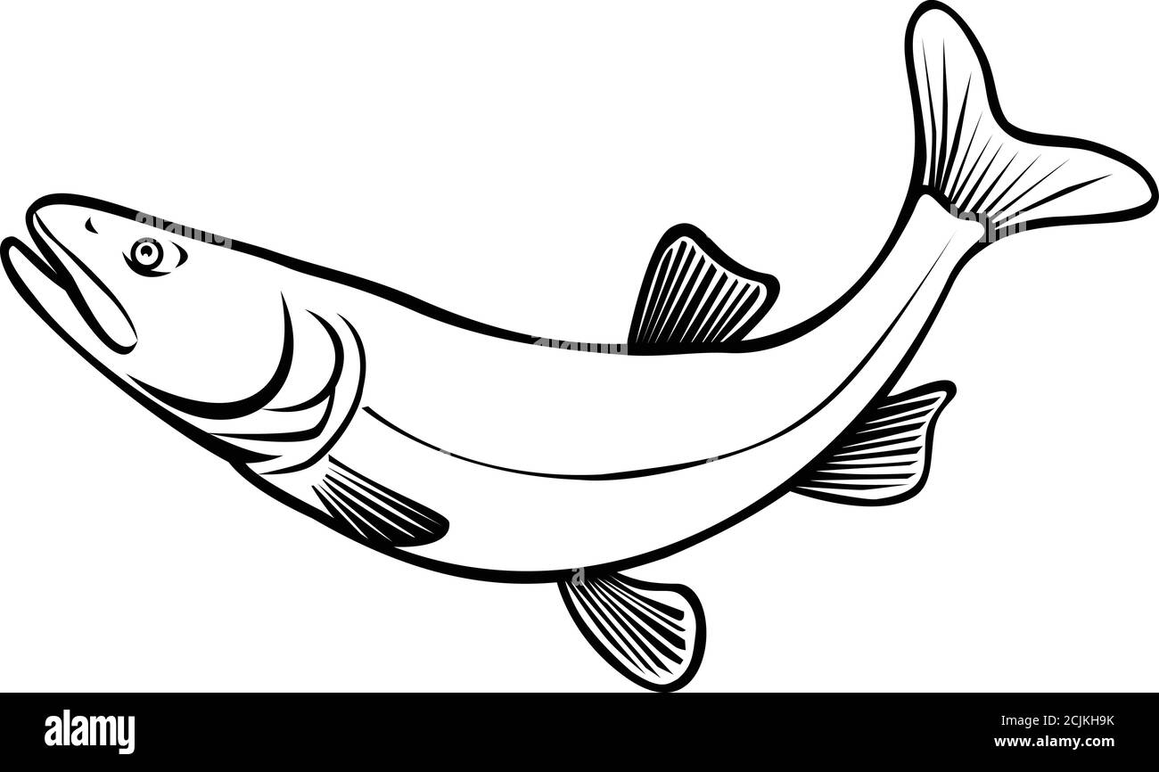 Ptychocheilus lucius hi-res stock photography and images - Alamy