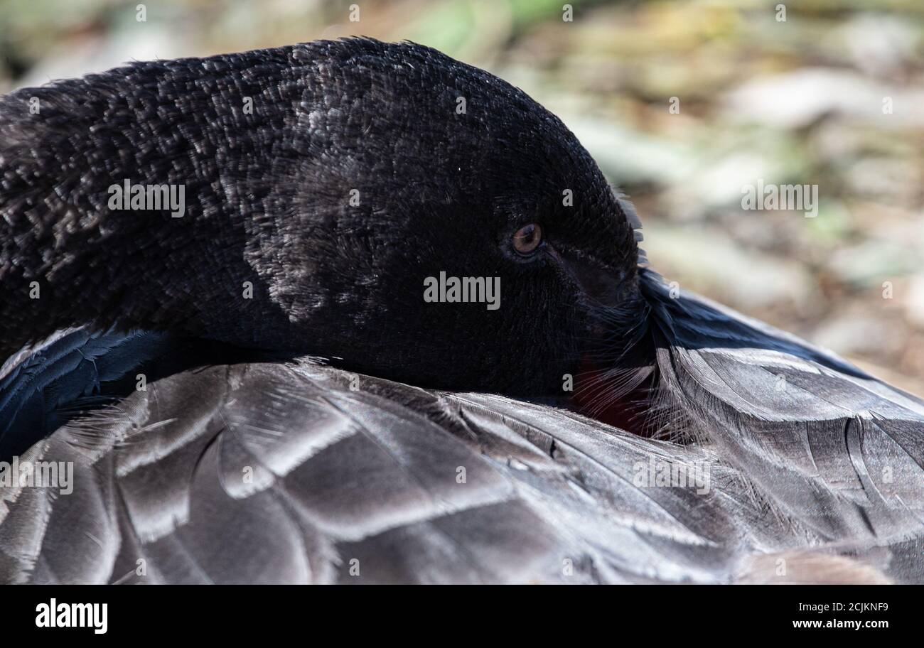 Very closeup photo of Australian black swan as it shelters from the ...