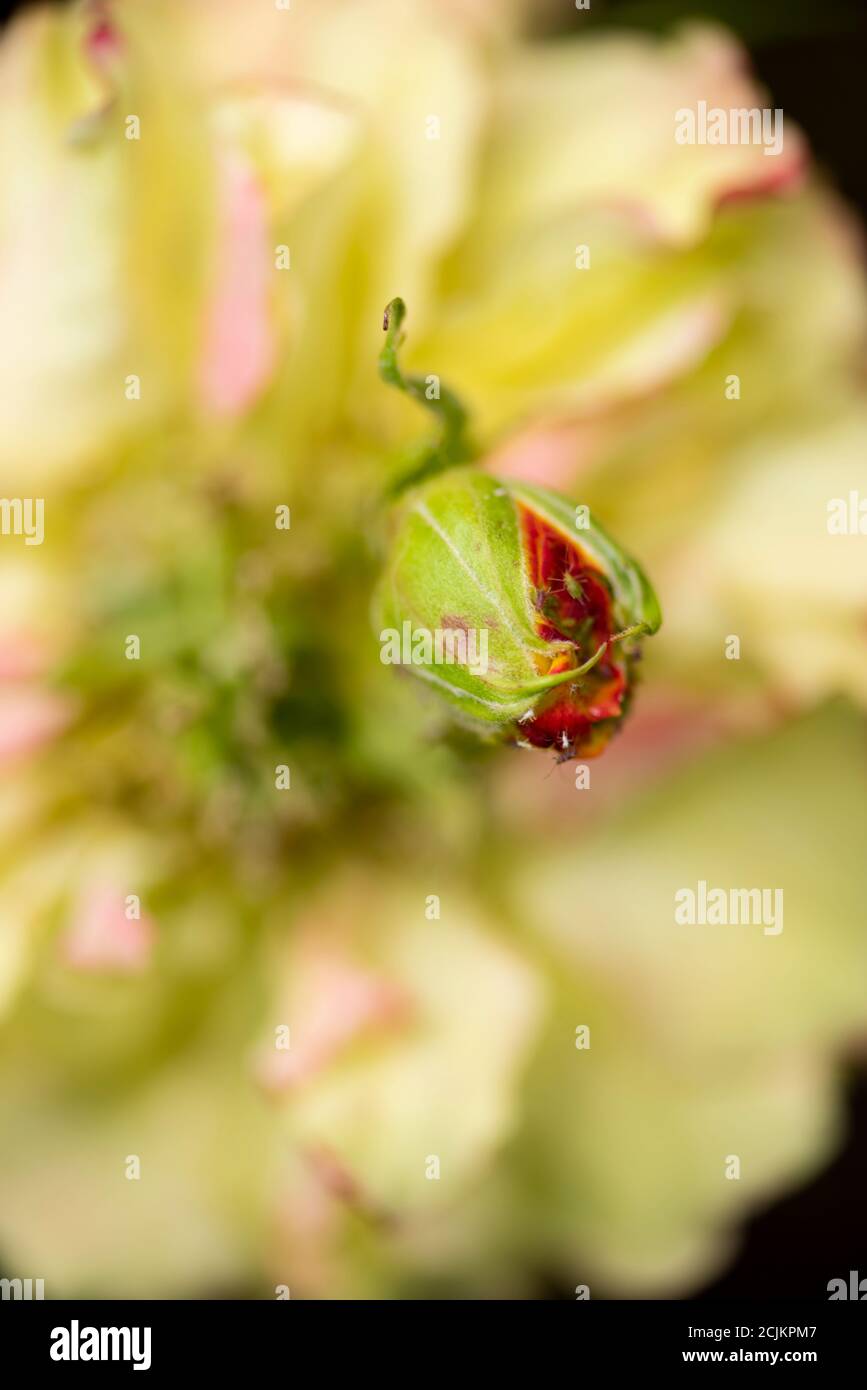 Pascali rose hi-res stock photography and images - Alamy
