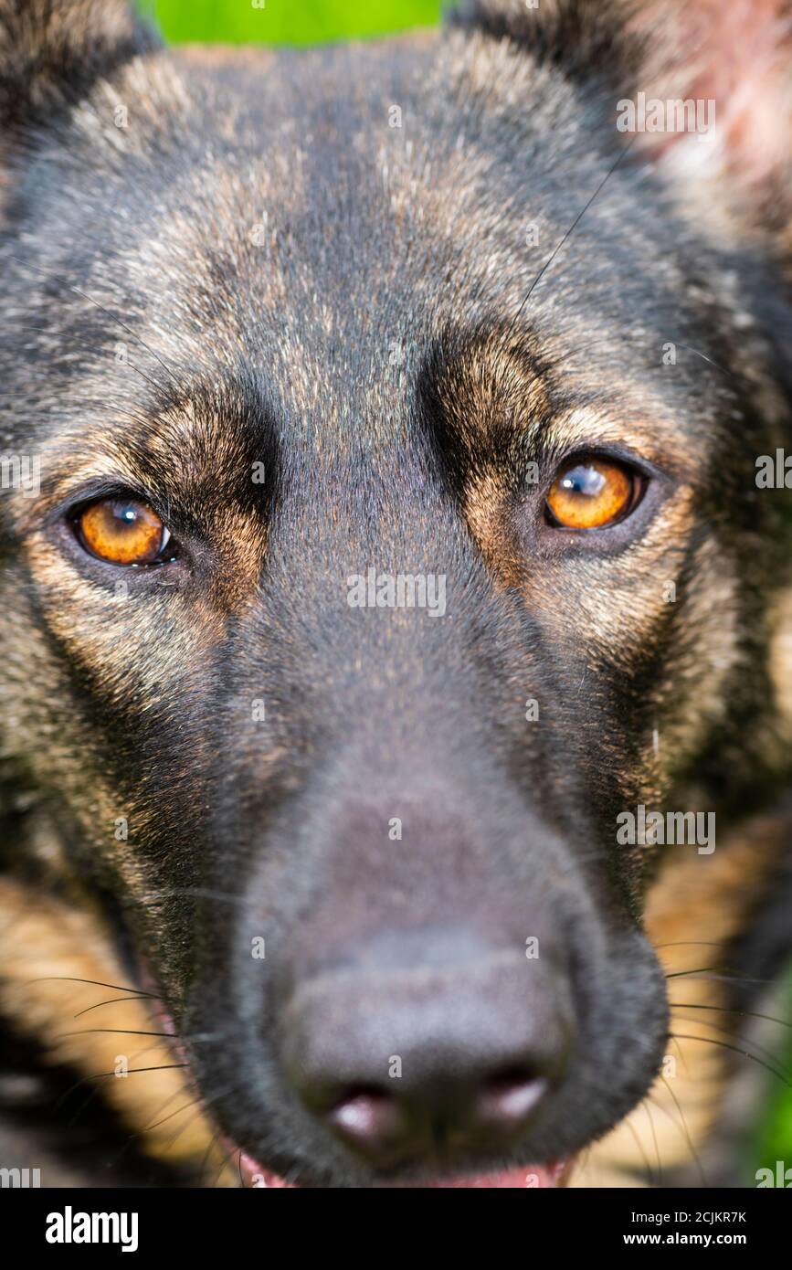 Mean German Shepherd Face