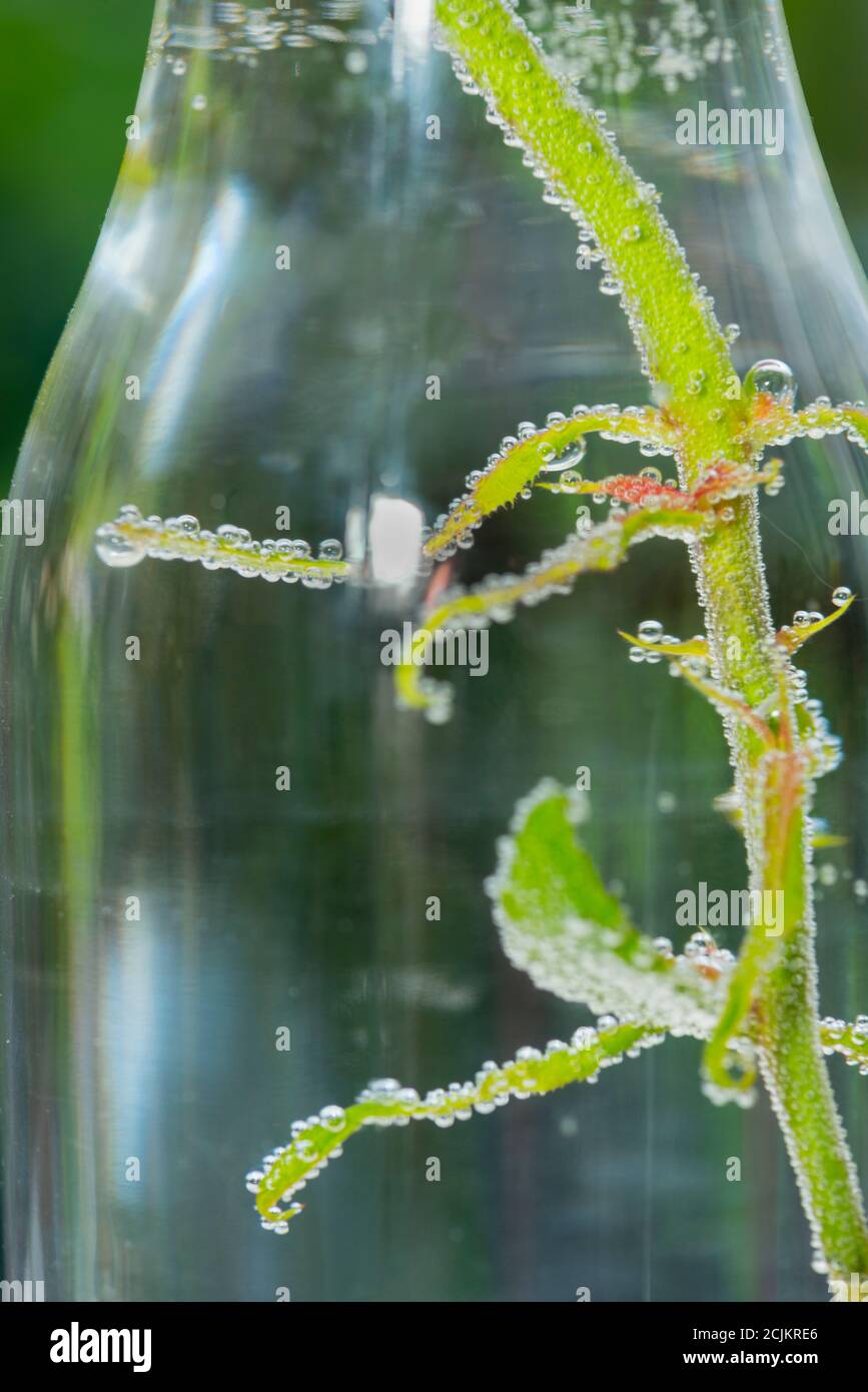bubbles on a plant stem in a glass Stock Photo - Alamy