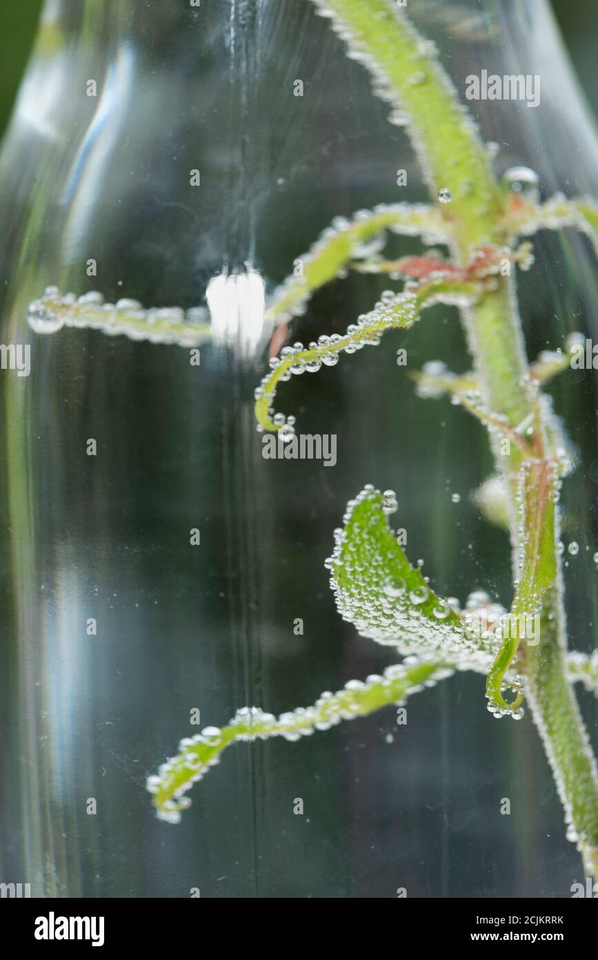 bubbles on a plant stem in a glass Stock Photo - Alamy