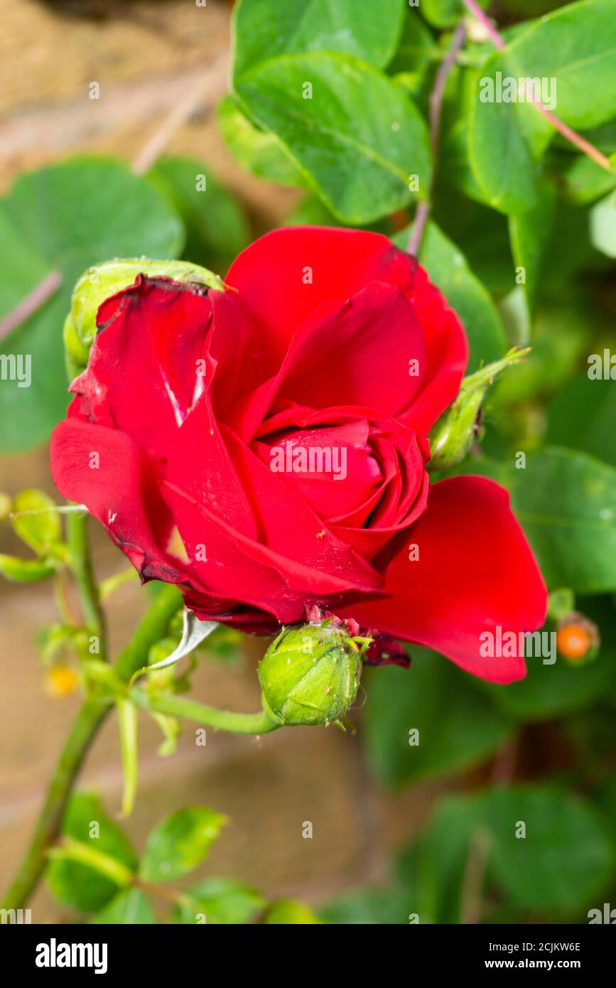 Redrose hi-res stock photography and images - Alamy