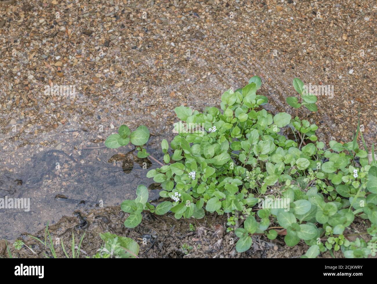 Mixed patch of flowering wild Watercress / Nasturtium officinale with ...