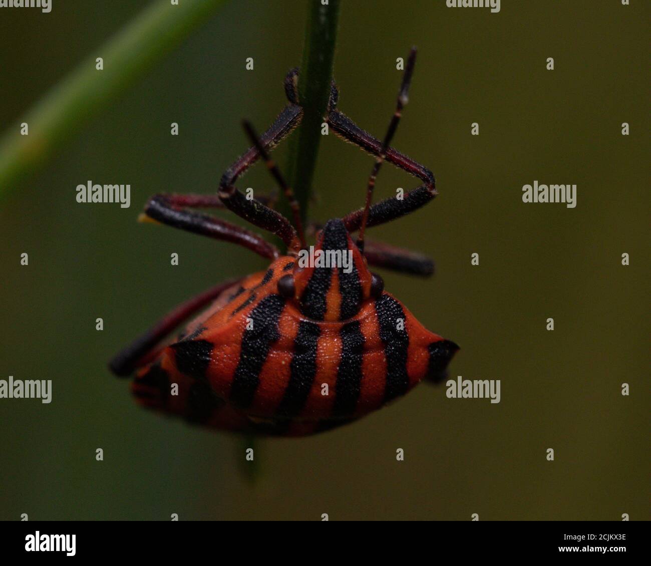 Red and black striped stink bugs hi-res stock photography and images ...