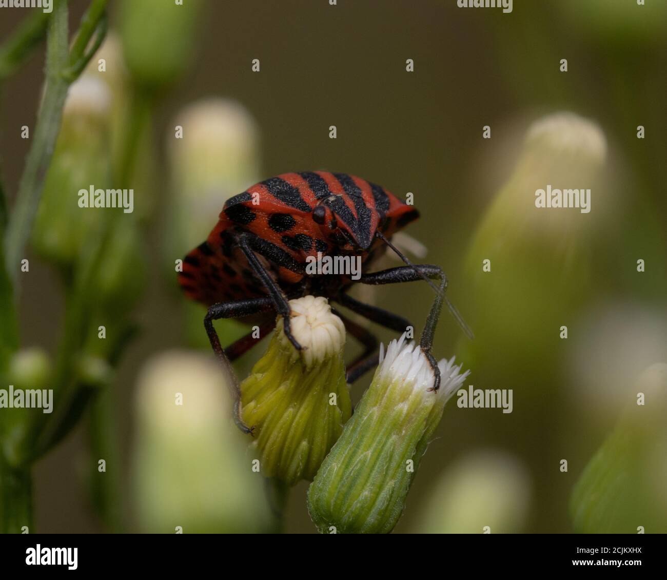 Red and black striped stink bugs hi-res stock photography and images ...