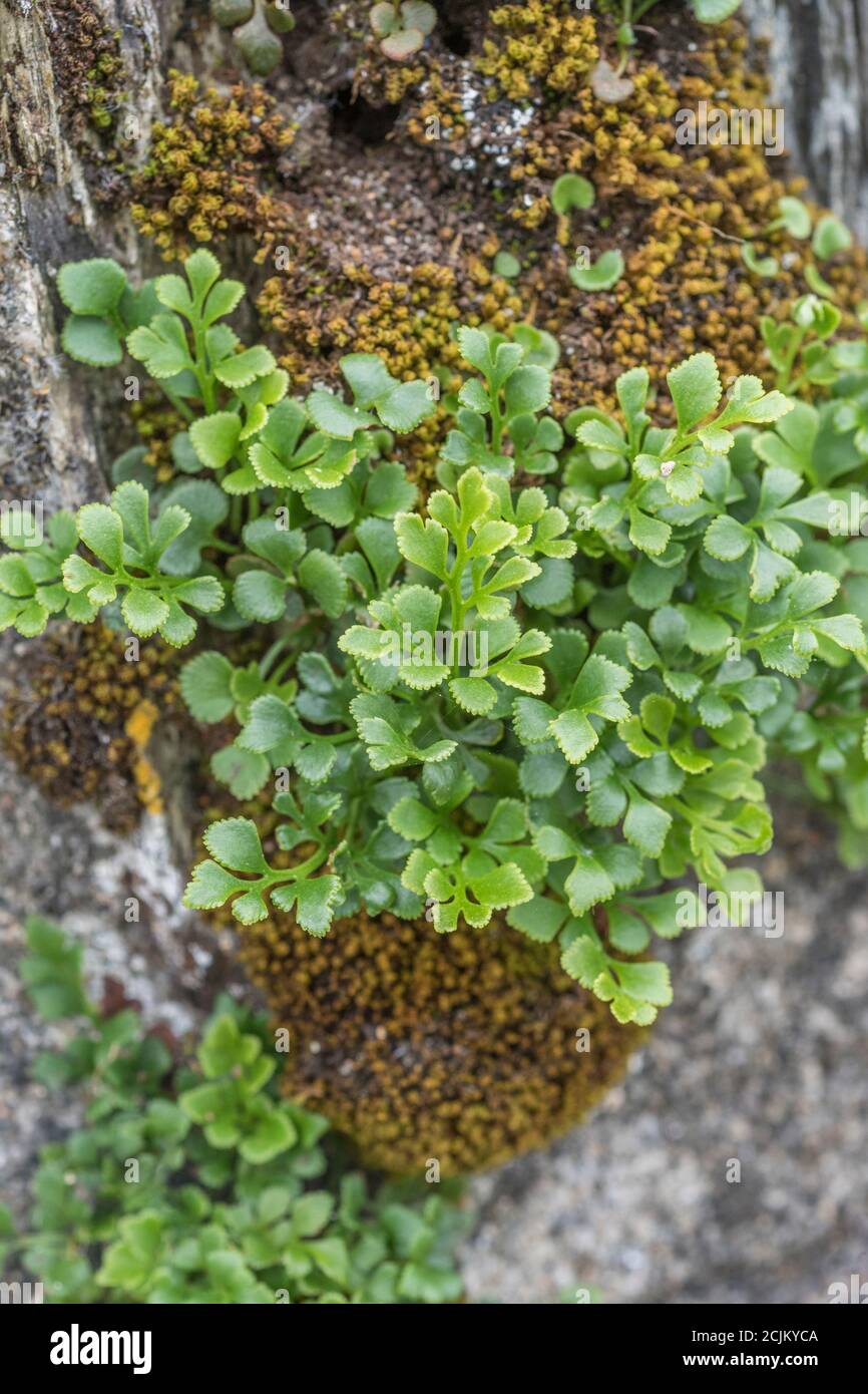 Delicate small clump of Wall-rue / Asplenium ruta-muraria fern growing ...