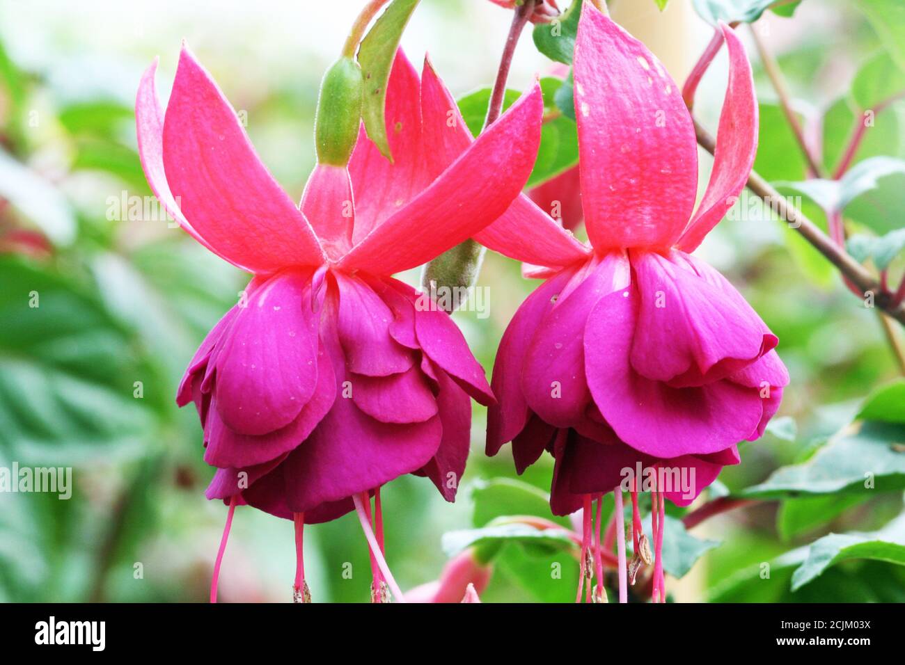 Fuchsie High Resolution Stock Photography and Images - Alamy