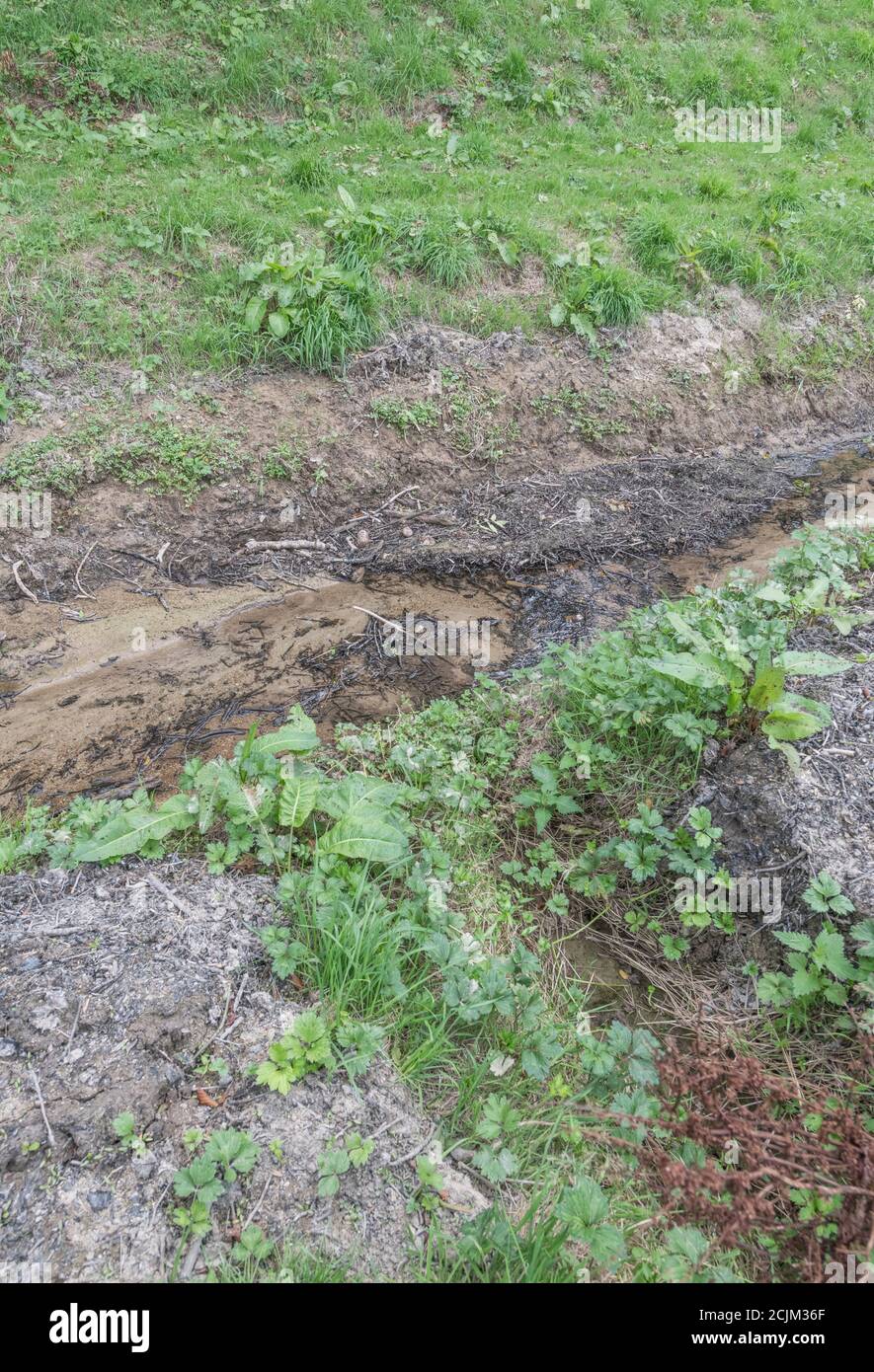 Free-flowing agricultural field drain recently cleaned and cleared of ...