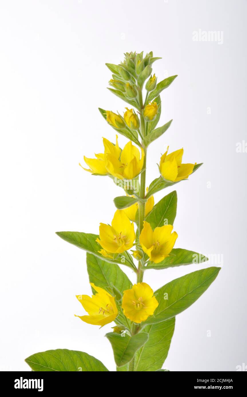 Lysimachus on a white background Stock Photo - Alamy