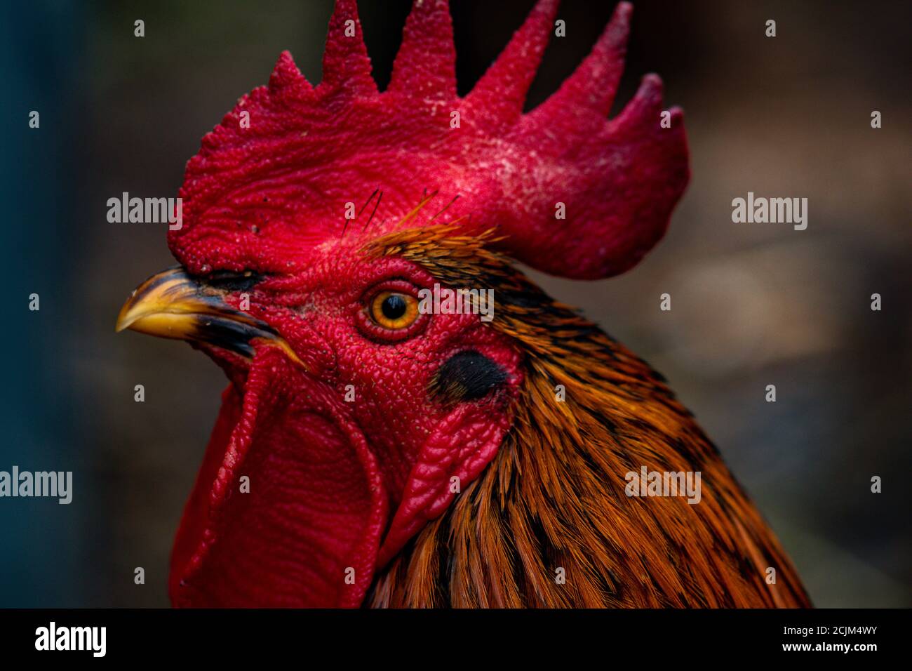 Roosters eye hi-res stock photography and images - Alamy