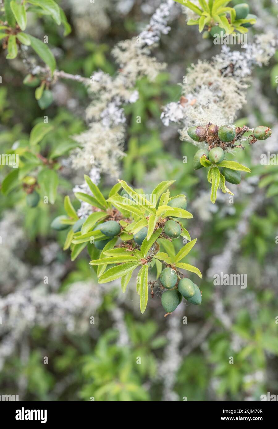 Lichen covered Wild Plum in Cornish hedge - part of fruiting sequence ...
