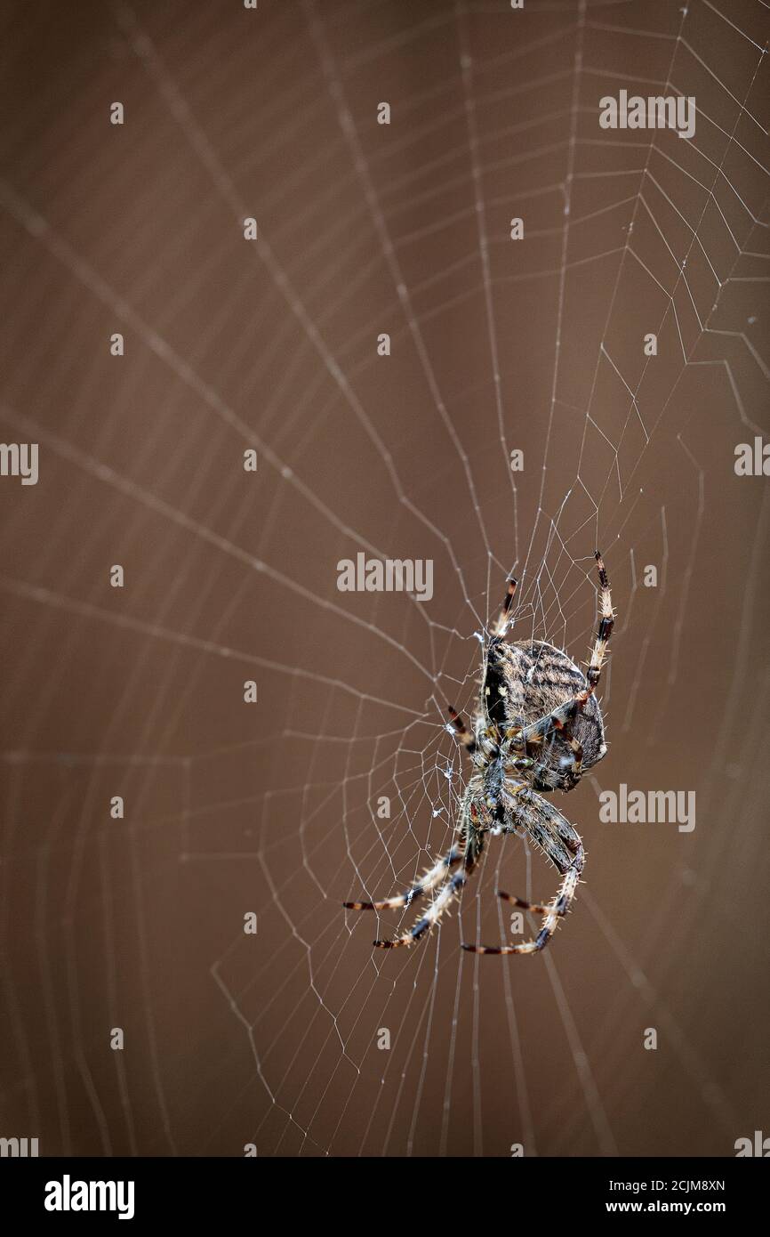 Radial threads hi-res stock photography and images - Alamy